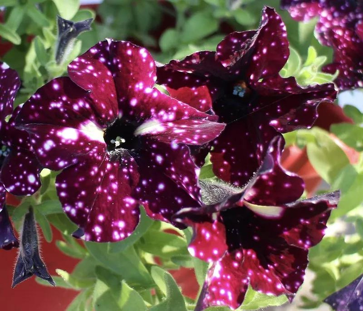Conheça a surfinia, flor que apresenta diversas tonalidades ...