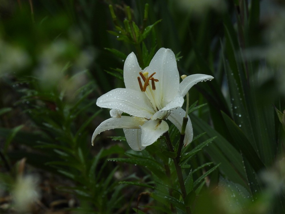 Como cultivar lírio: um guia completo para o gênero Lilium
