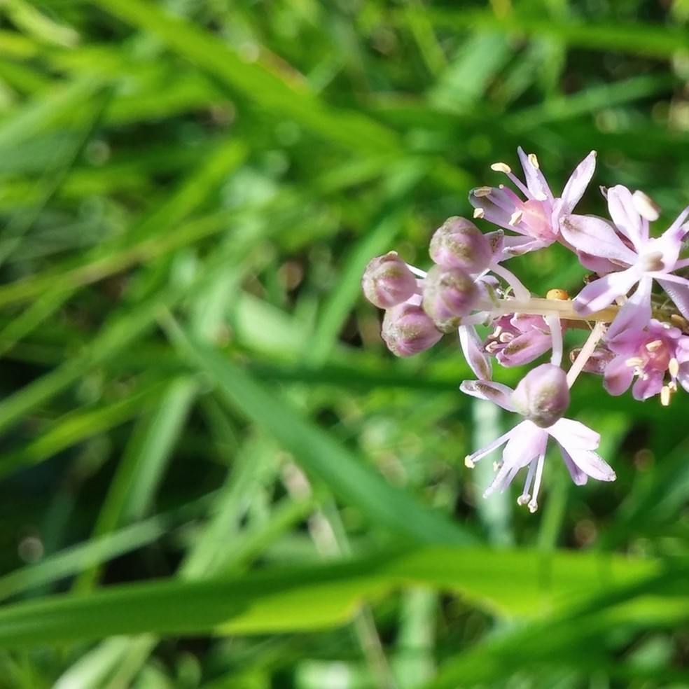 Flor de nardo: conheça a espécie usada na perfumaria de luxo