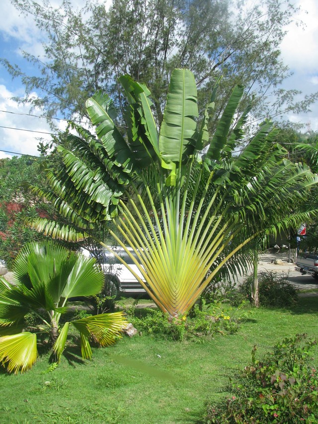 Ravenala: tudo sobre a planta conhecida como árvore-do-viajante