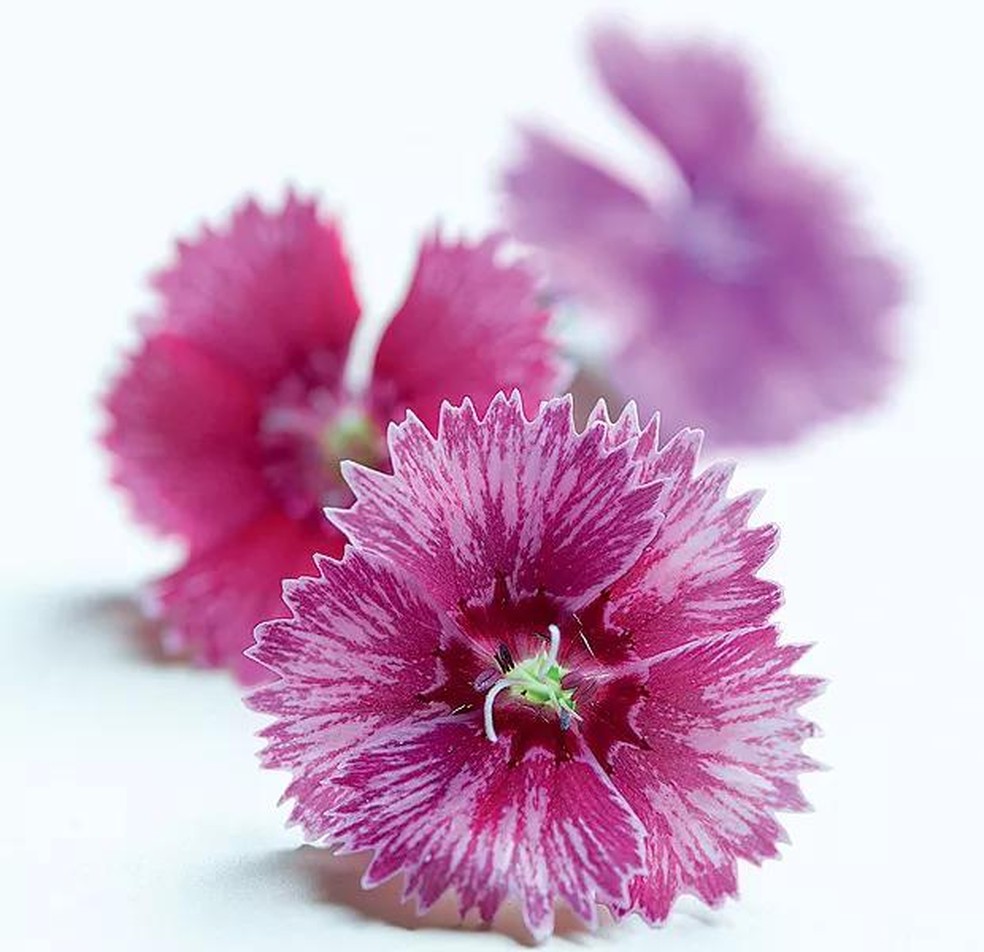 Conheça 13 flores comestíveis para incluir em pratos doces e salgados