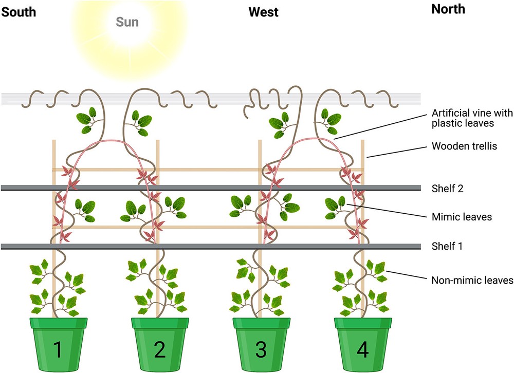 Estudo sugere que plantas enxergam após espécie 'copiar' outra planta ...