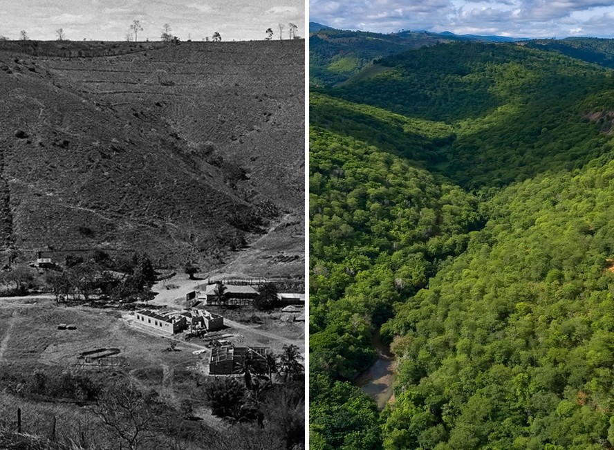 Sebastião Salgado e a esposa plantaram mais de 2,5 milhões de árvores ...