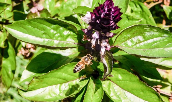 Manjericão: como cuidar e cultivar em casa sem erro!