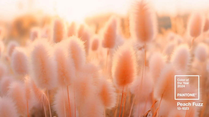 Peach Fuzz: 10 flores na Cor do Ano da Pantone para decorar a casa ...