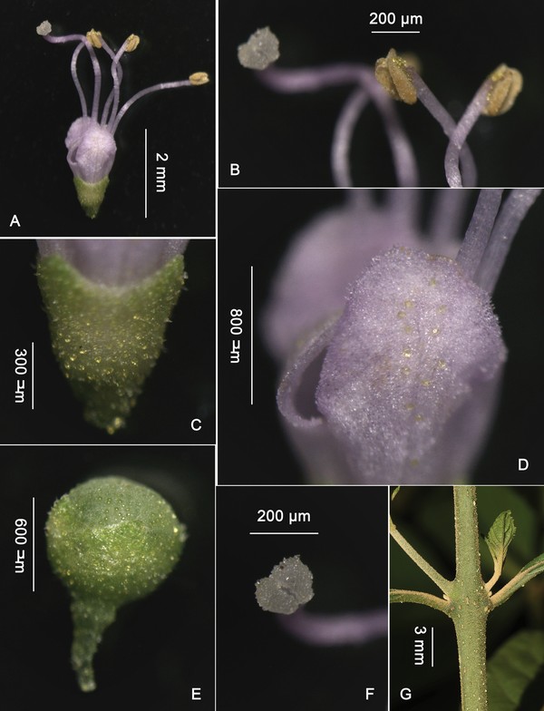 Planta com características paisagísticas e medicinais é descoberta na China
