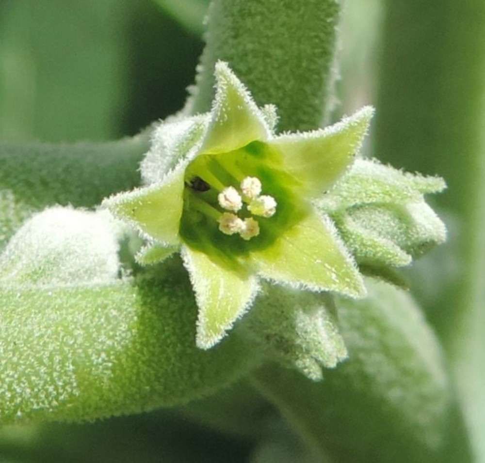 Ashwagandha: conheça a planta indiana com prescrição restrita no Brasil