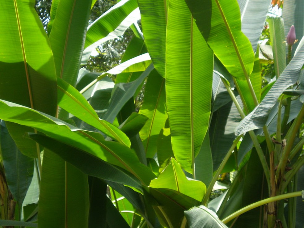 Bananeira ornamental: como cultivar a planta tropical no jardim