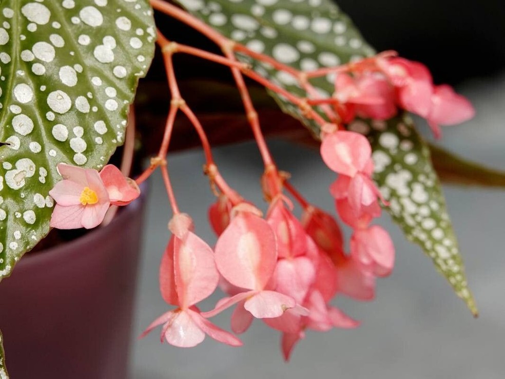 Begônia Mari: saiba como cultivar a planta brasileira que é uma ...