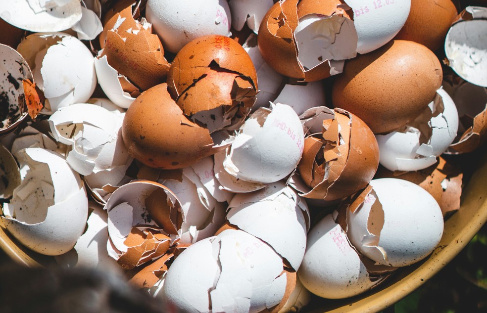 Casca de ovo no jardim: saiba se o truque funciona e para que serve