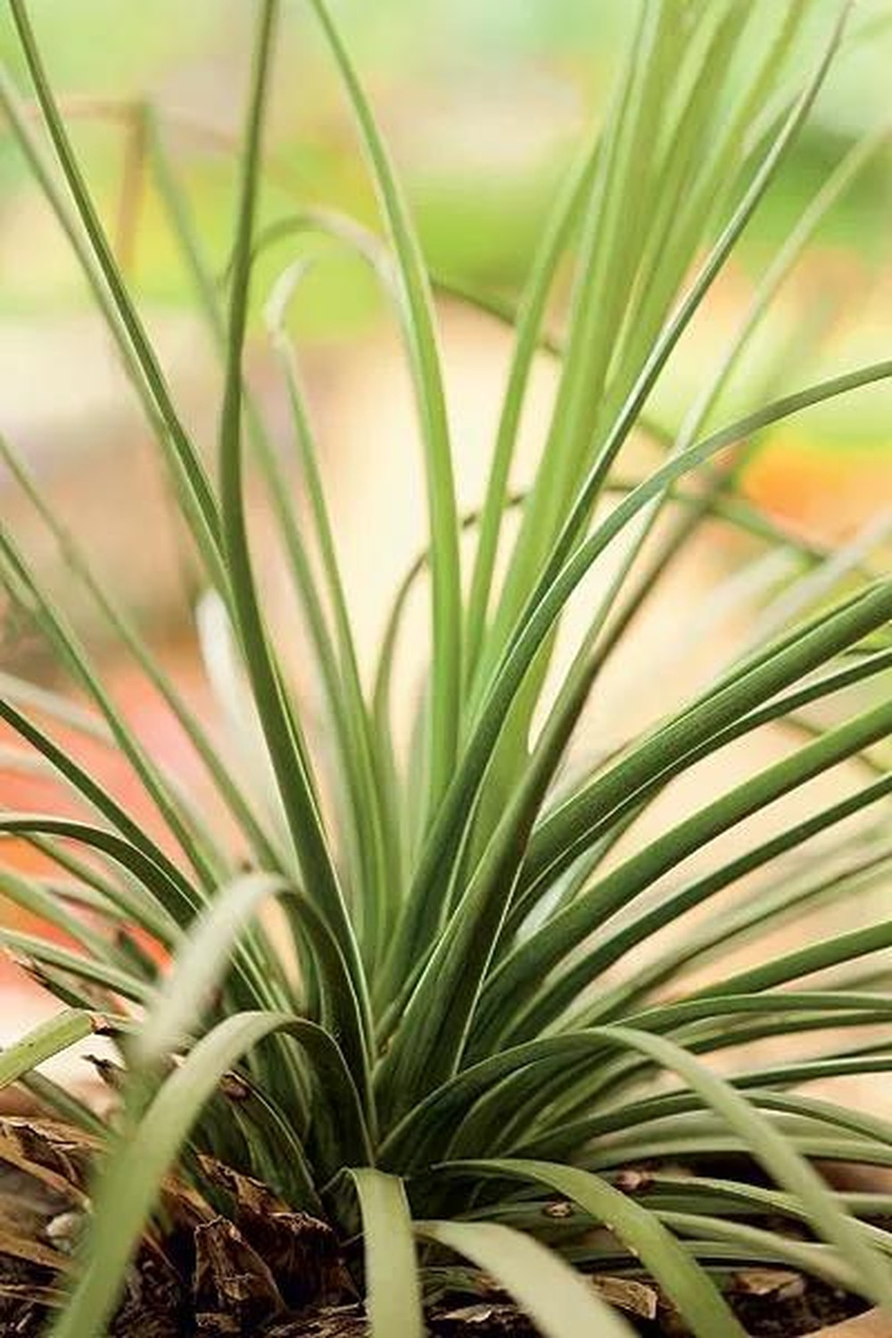 Muito sol ou sombra constante? Conheça 21 plantas muito resistentes ...