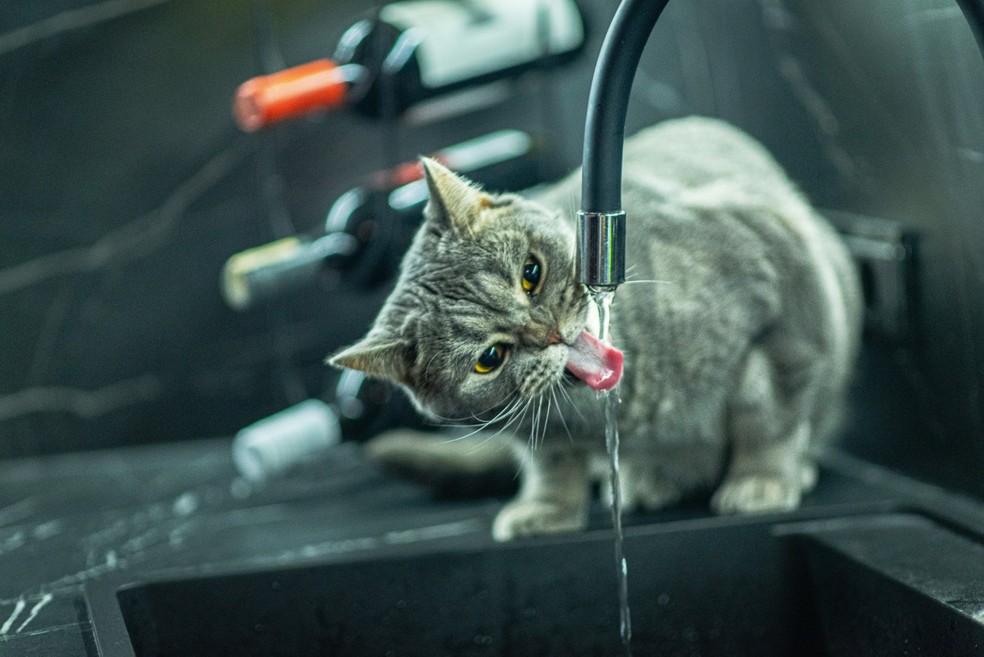 Ronronar: entenda o que é e como funciona o som característico dos gatos
