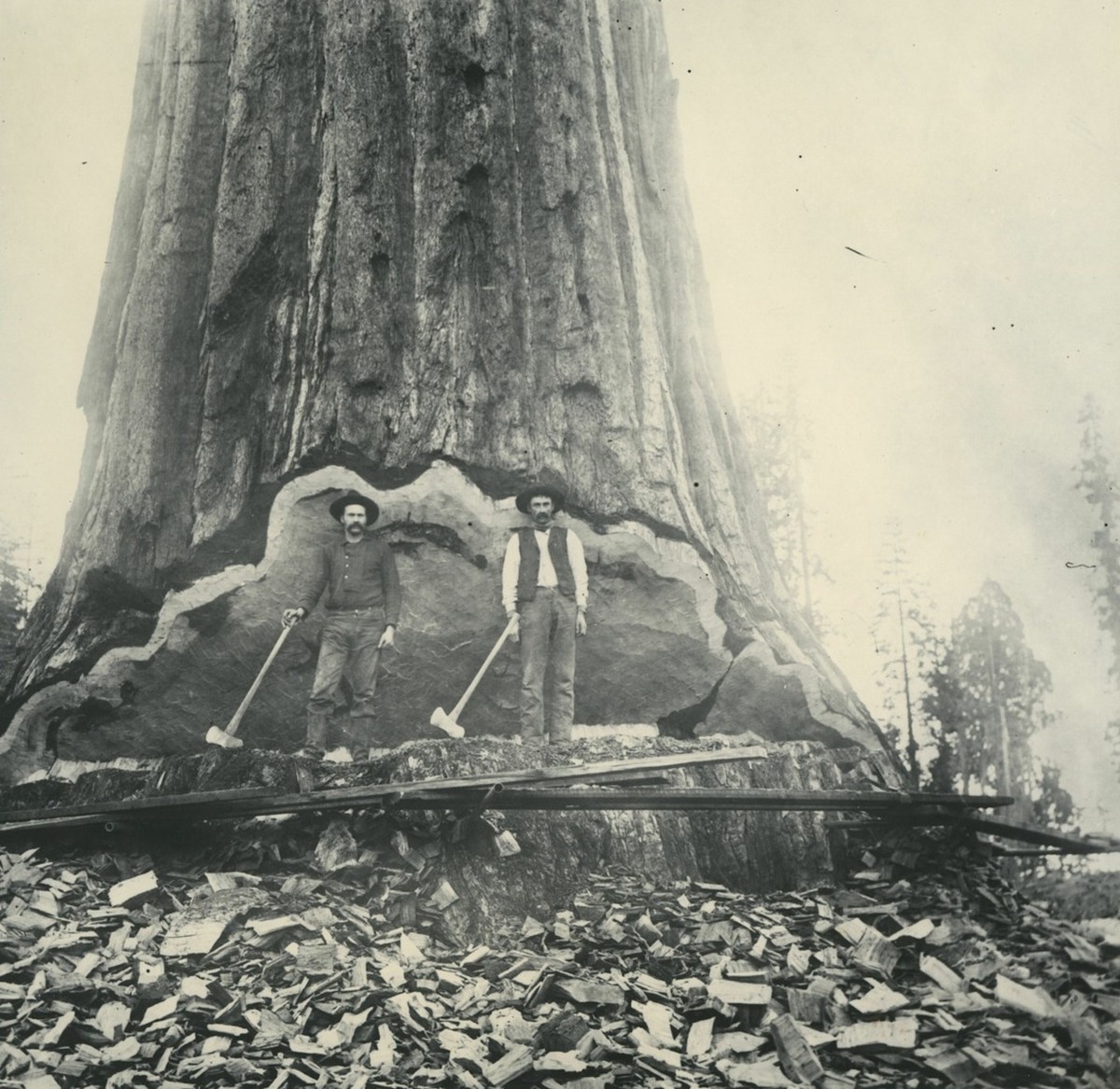 Mark Twain, a sequoia gigante de 1.350 anos, cortada em 1891, que ainda ...