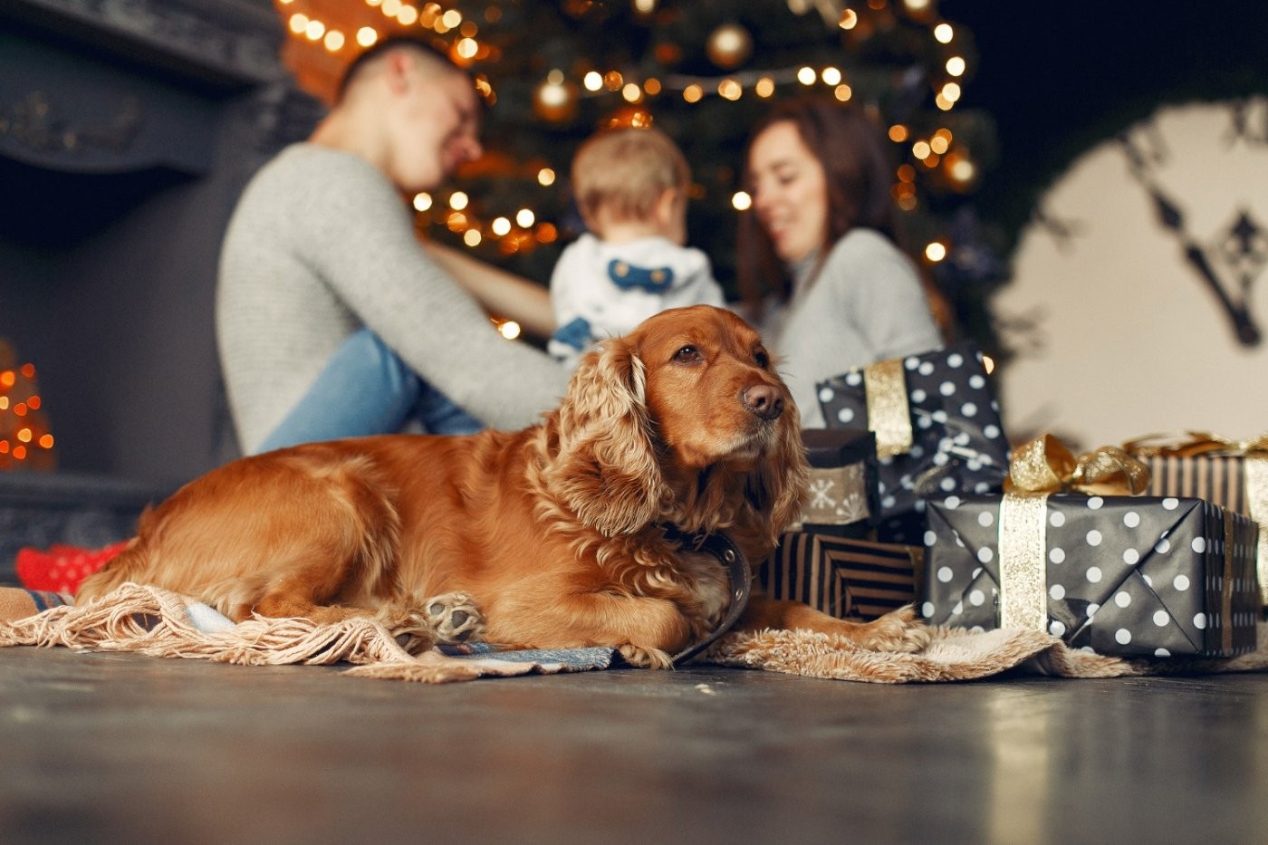 Como garantir o bem-estar dos pets nas festas de final do ano
