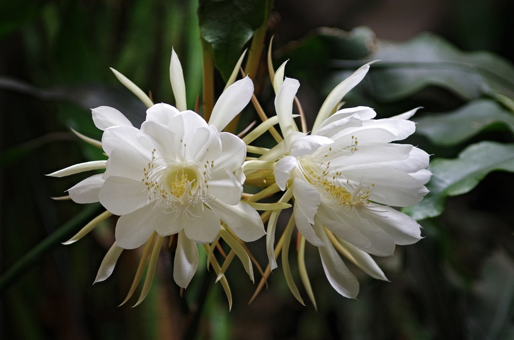 10 flores cheirosas para deixar a casa e o jardim perfumados ...