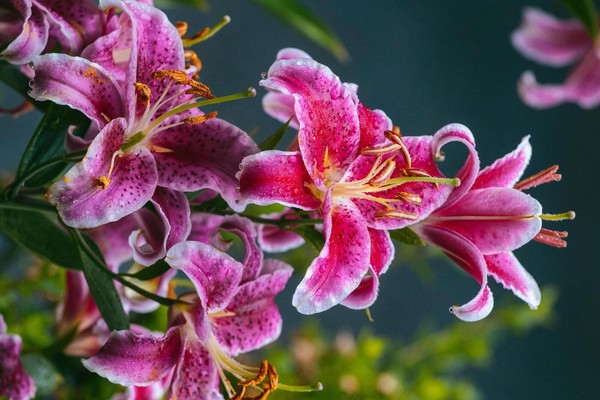 Lírio-rosa: aprenda a manter saudável a espécie associada ao afeto