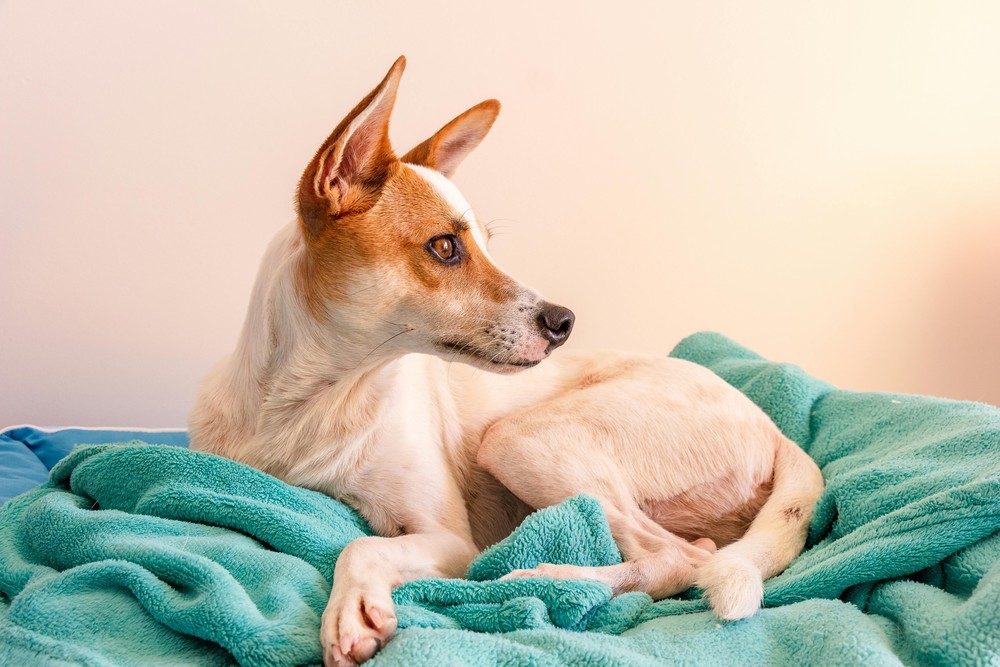 A ciência de cachorros mais felizes: veja 5 dicas para seus amigos ...