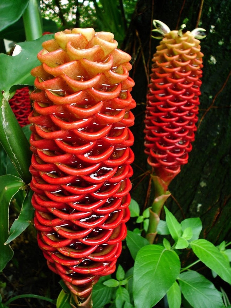 Gengibre-de-colmeia: a planta usada como xampu que fez sucesso na web