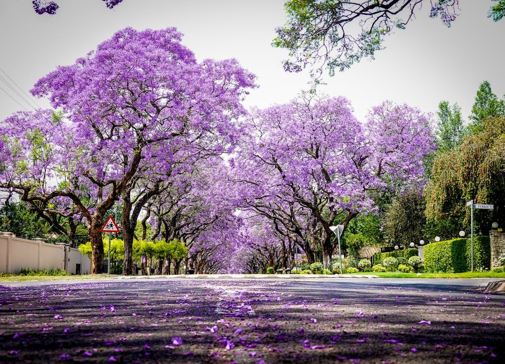 O 'problema' urbanístico dos jacarandás brasileiros na África do Sul