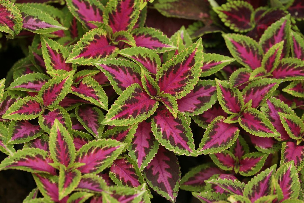 Coleus: como plantar e cuidar para a espécie estar sempre bela ...
