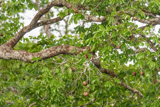 Amazônia: 10 plantas nativas da maior floresta tropical do mundo