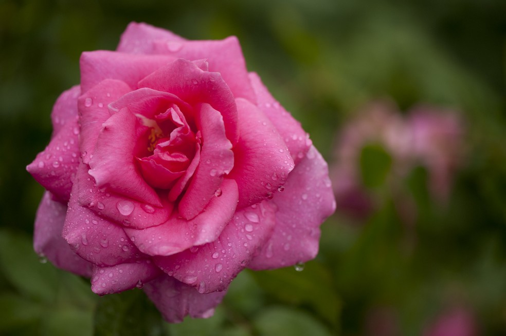 Roseira: como plantar em casa e cuidar das rosas | Paisagismo | Casa e ...