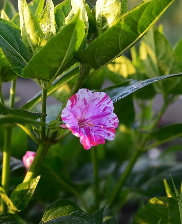 Flor Maravilha: como cultivar a planta que floresce ao entardecer