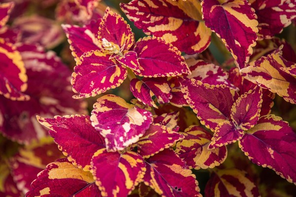 Coleus: como plantar e cuidar para a espécie estar sempre bela