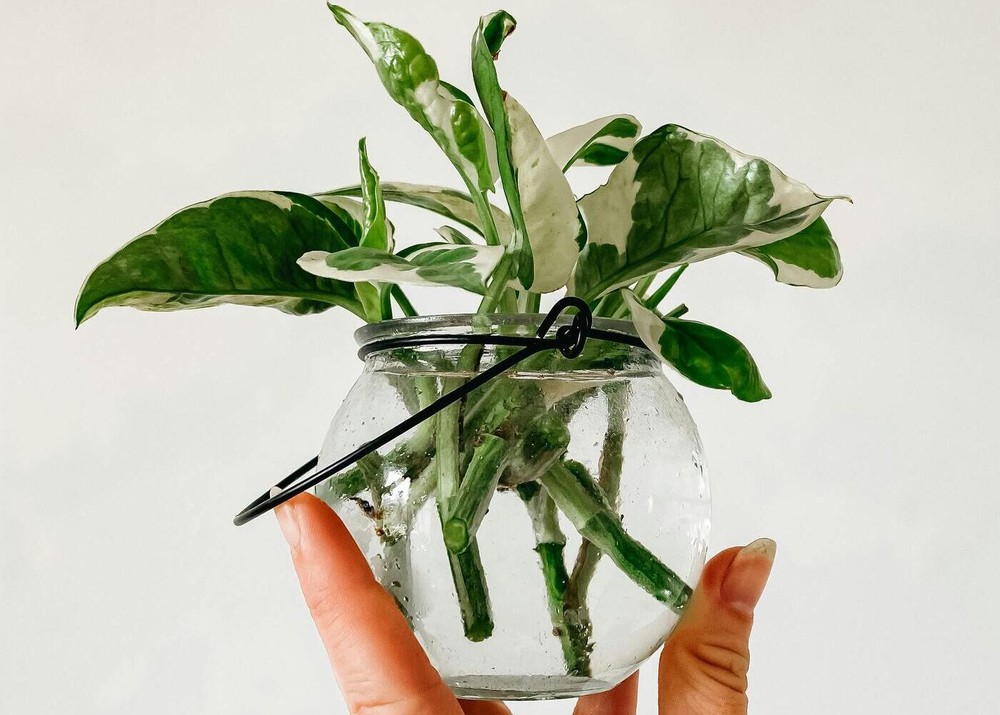 10 tipos de jiboia para cultivar em casa. Descubra o ideal para você!