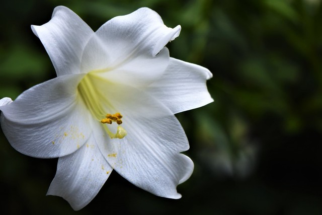Lírio e espiritualidade: significados e usos no Feng Shui