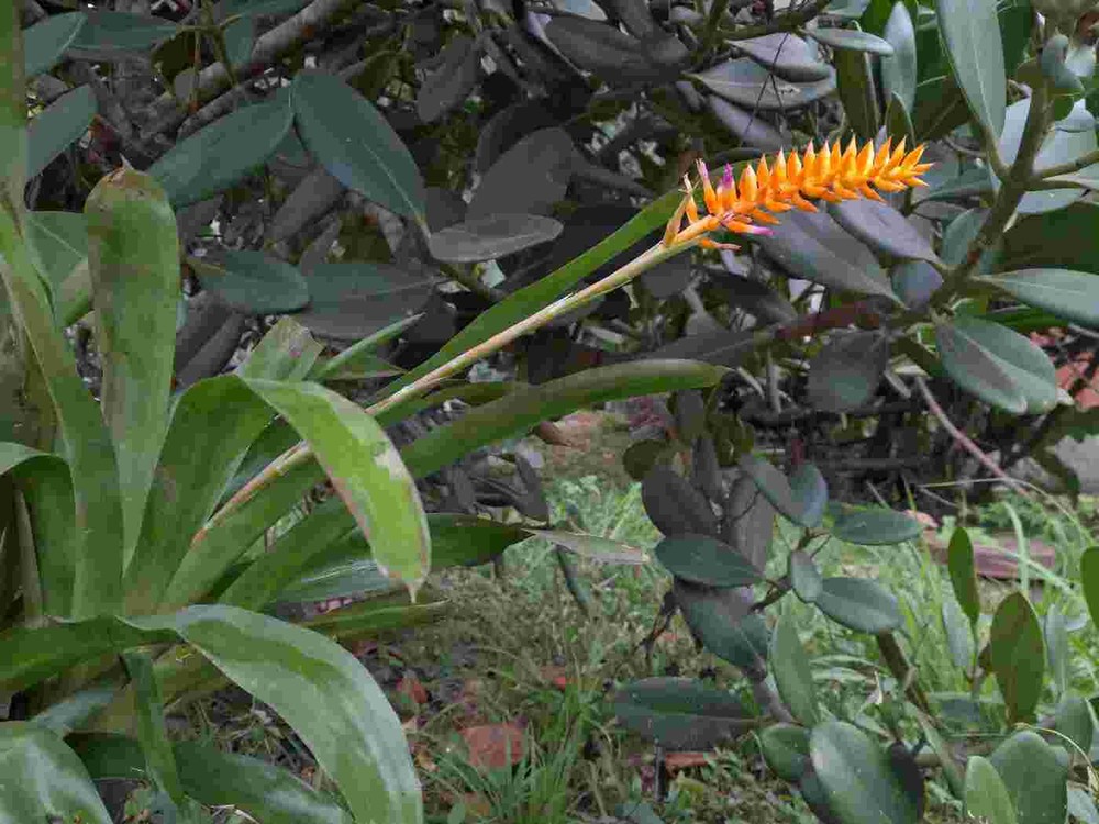 Nova espécie de bromélia é descoberta no Jardim Botânico do Rio de Janeiro