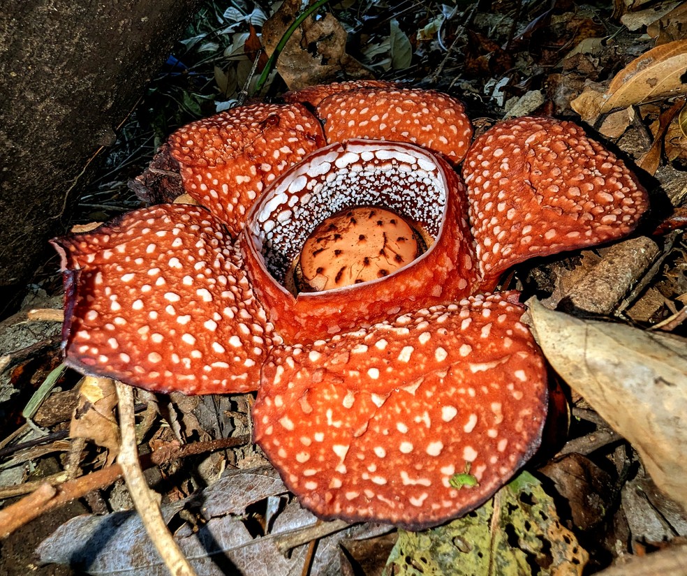 Botânico luta para salvar a maior flor do mundo, que cheira a carne ...