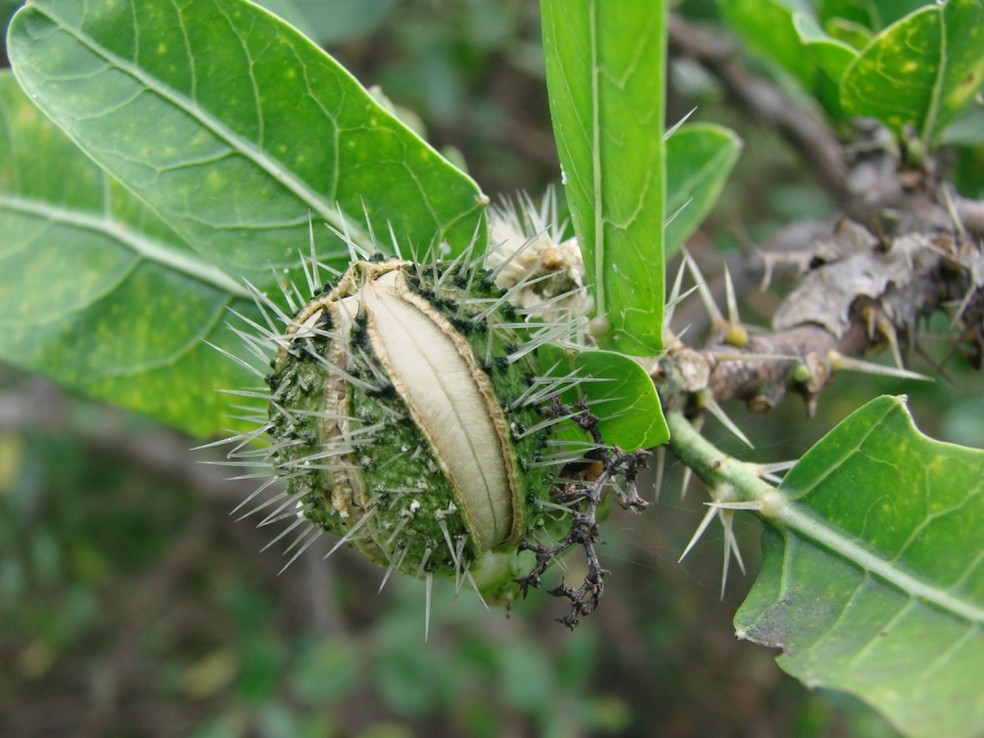 Cnidoscolus quercifolius: conheça a árvore favela que deu nome às ...