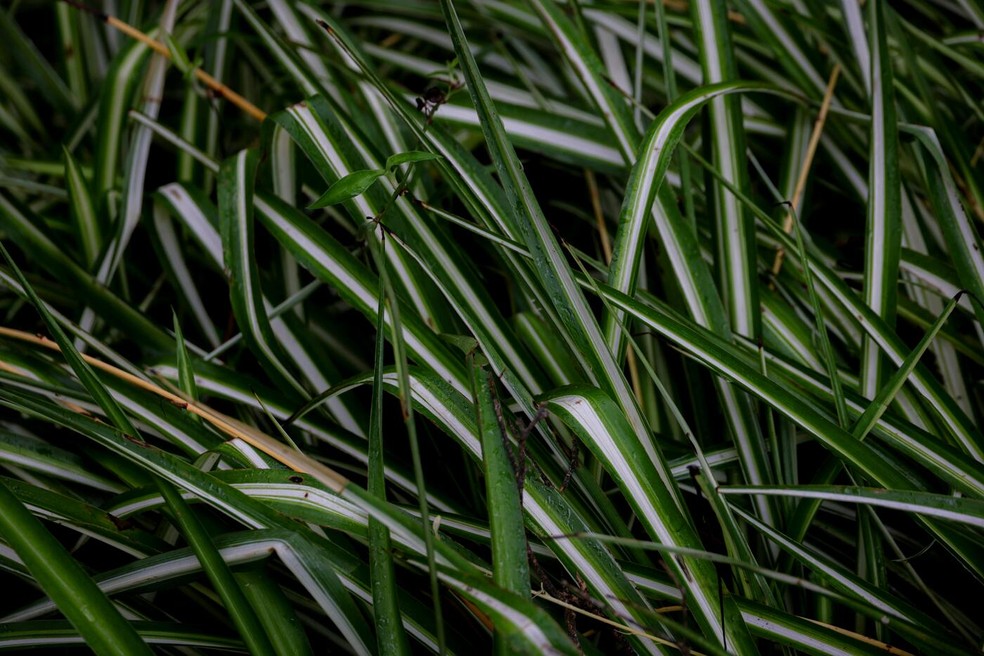 O lírio-verde existe? Conheça as características e curiosidades da planta
