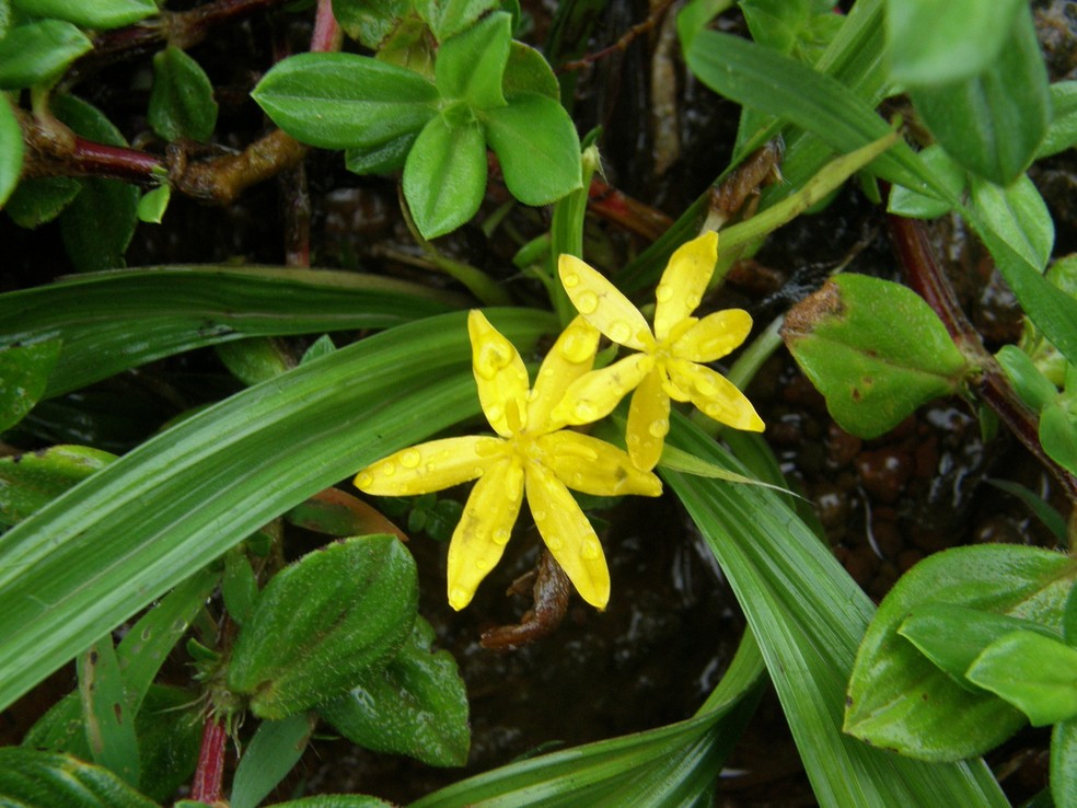Curculigo: a planta que fica ótima como forração de jardins