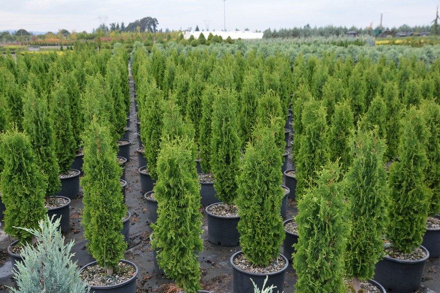 Tuia-holandesa: como cuidar da árvore de Natal natural | Paisagismo ...