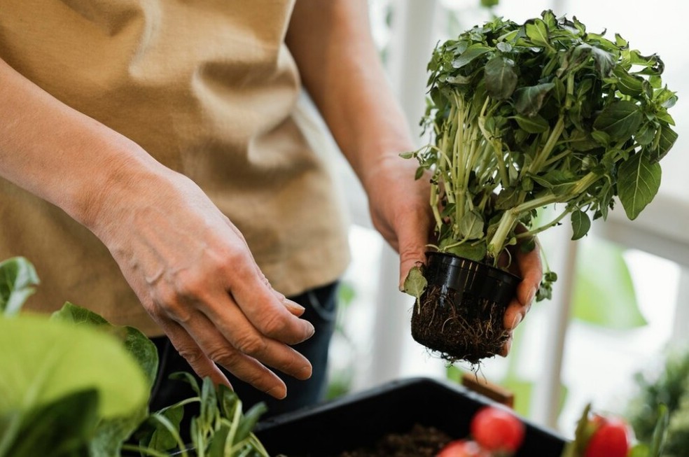 Saiba como fazer uma horta e o que plantar em maio