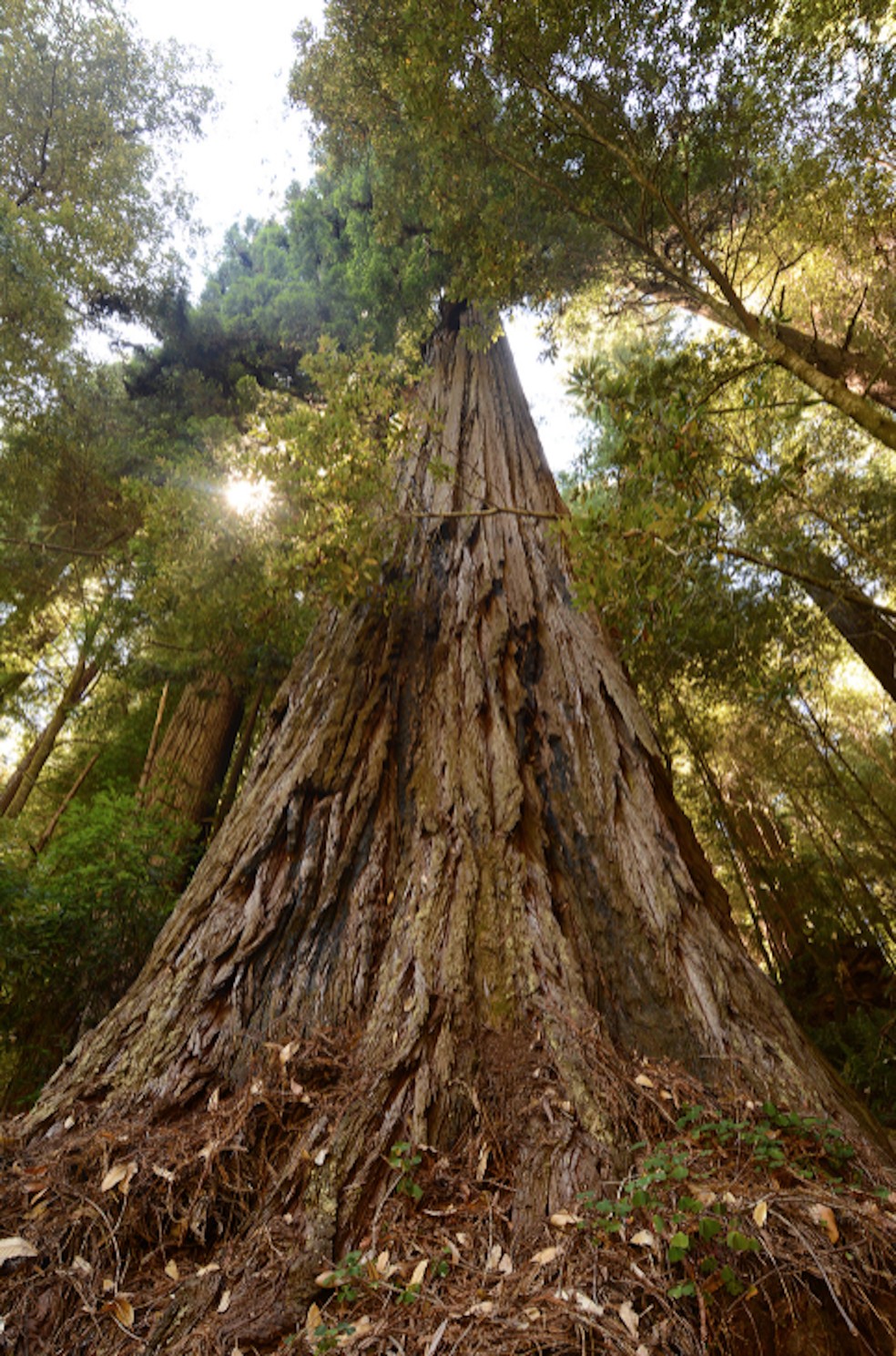 Árvore mais alta do mundo tem o tamanho de um prédio de 40 andares ...