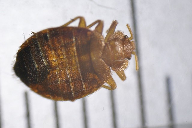 Bed bug: o que é, como evitar e eliminar os percevejos de colchão