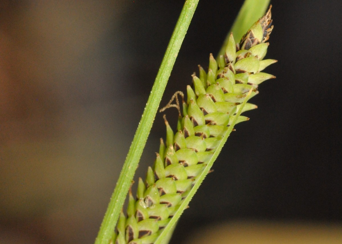 Novo grupo de plantas ganha nome em homenagem a "Dom Quixote ...