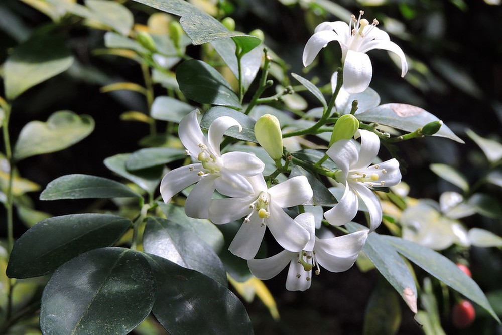 Murta-de-cheiro: como cultivar a planta aromática e medicinal ...