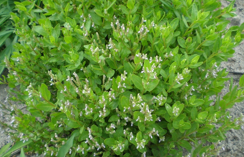 Macassá: a erva aromática africana que conquistou o mundo