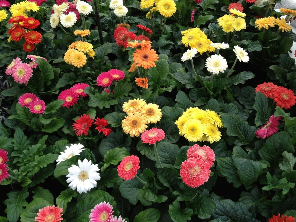 Gérbera: como ter e cuidar da flor que levanta o astral na decoração