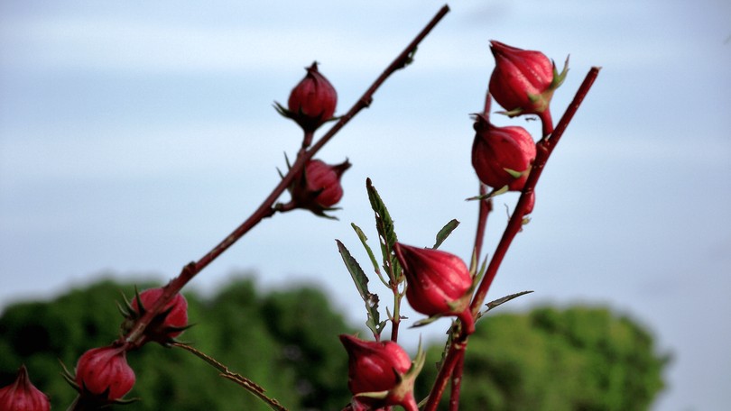 Flor preta: 10 espécies para conhecer e se impressionar! | Paisagismo ...