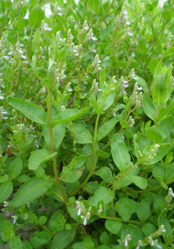 Macassá: a erva aromática africana que conquistou o mundo