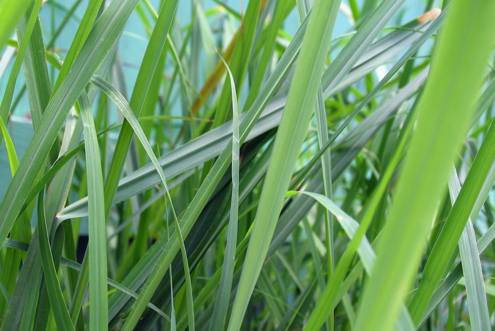 9 plantas para afastar as baratas de casa