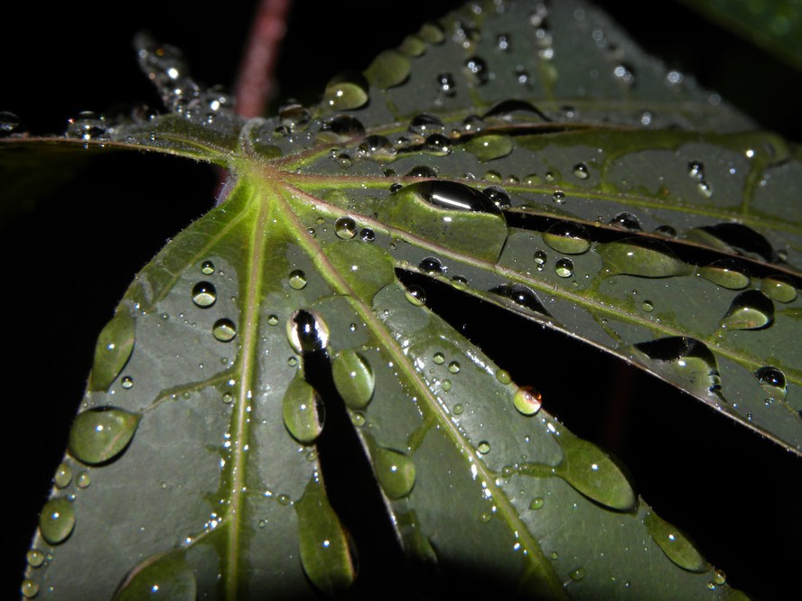 Maniva: o que é, como plantar e usos gastronômicos, como na maniçoba ...