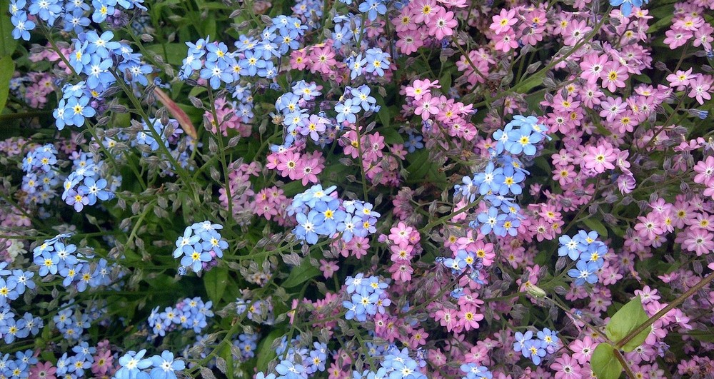 Miosótis: como cultivar a flor comestível que simboliza amor eterno ...