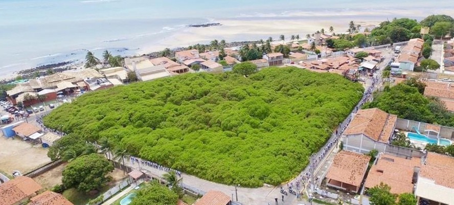 Maior cajueiro do mundo fica no RN e tem mais de 9.000 m² de área