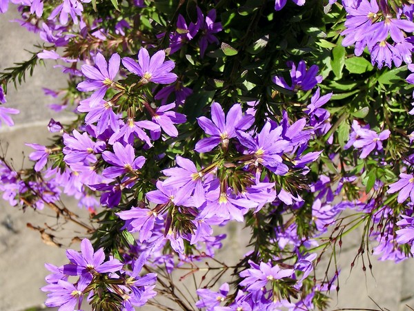 18 espécies de flores pequenas para colorir o jardim